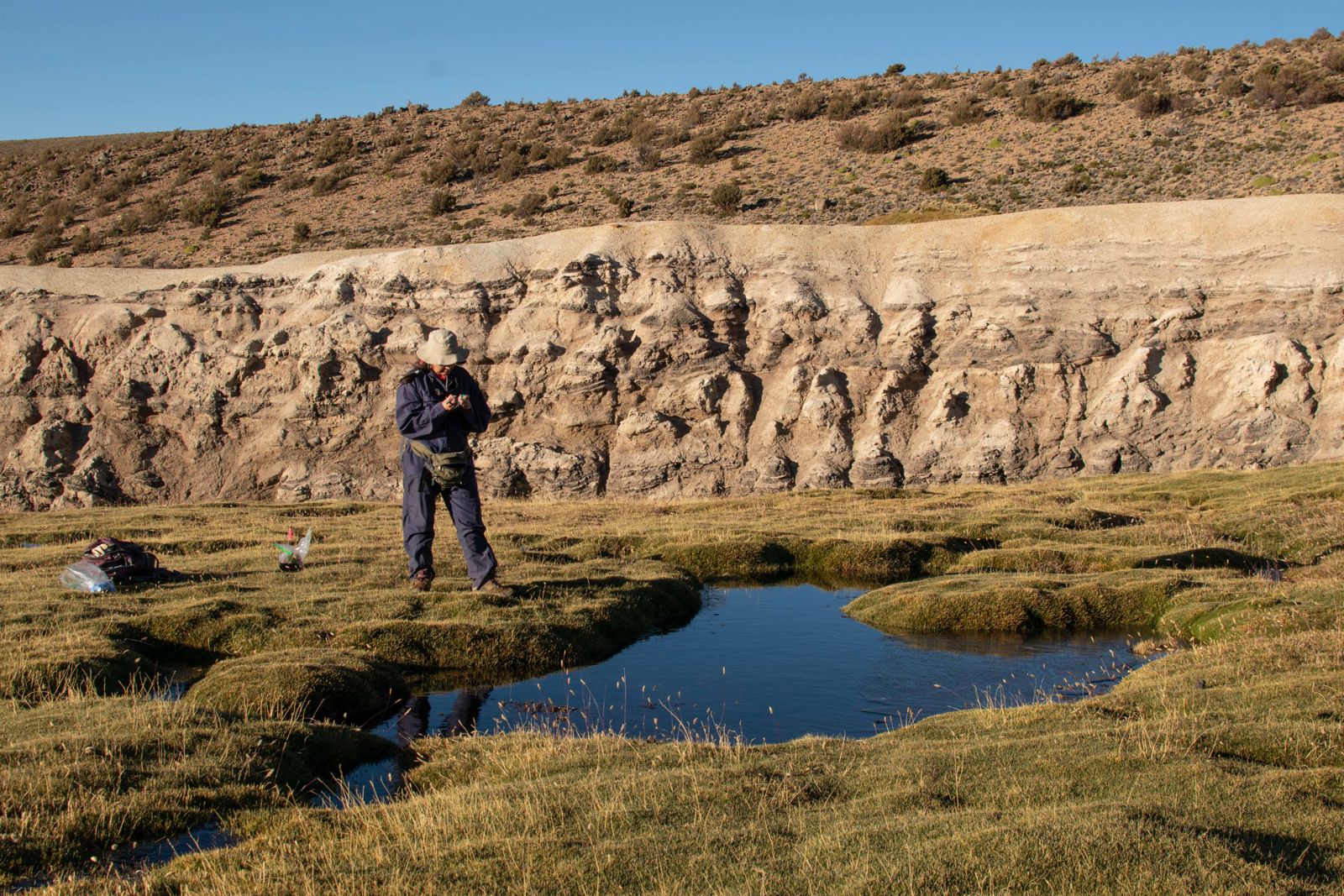 Conoce a los bofedales: los verdes oasis en medio del desierto ...